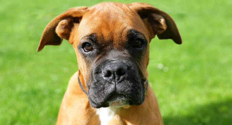 Boxer - Agria Assurance pour animaux