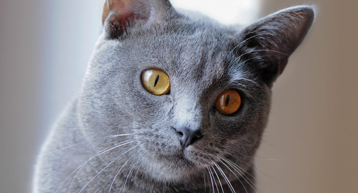 Chartreux fiche de race - Agria Assurance pour animaux