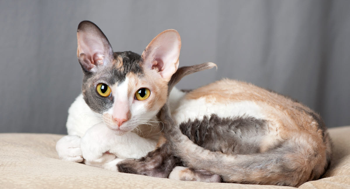 Chat Cornish Rex - Agria Assurance pour animaux