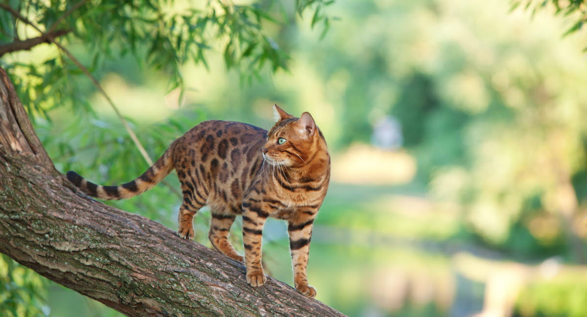 Bengal - Agria Assurance pour animaux