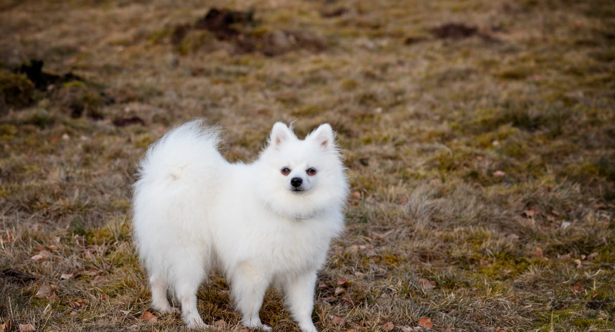 Fiche de race Volpino Italien - Agria Assurance pour animaux