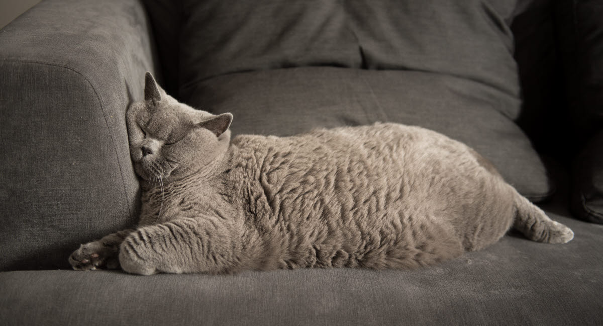 Positions De Sommeil Du Chat Durée, Phases, Rythmes : Tout Savoir Sur