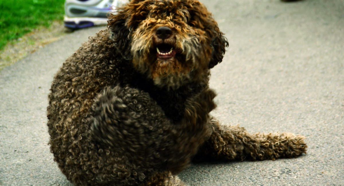 la gale sarcoptique chez le chien - Agria Assurance pour animaux