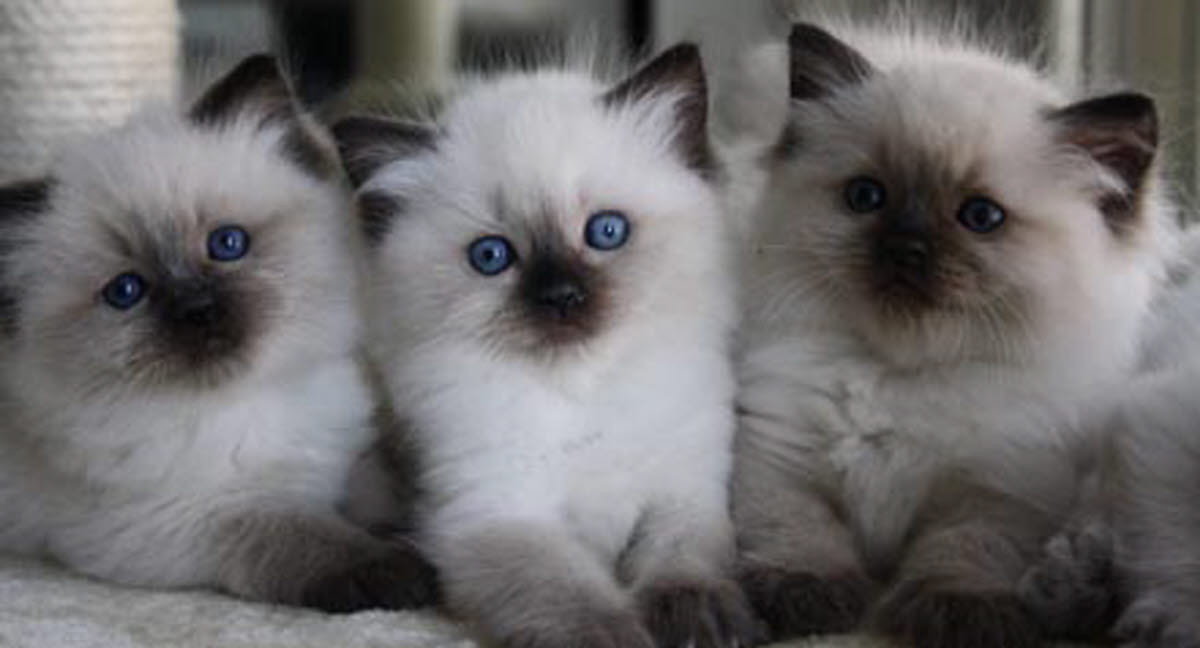 Ragdoll fiche de race - Agria Assurance pour animaux