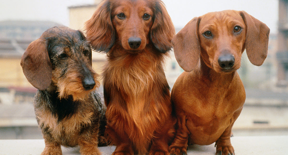 Fiche de race Teckel - Agria Assurance pour animaux