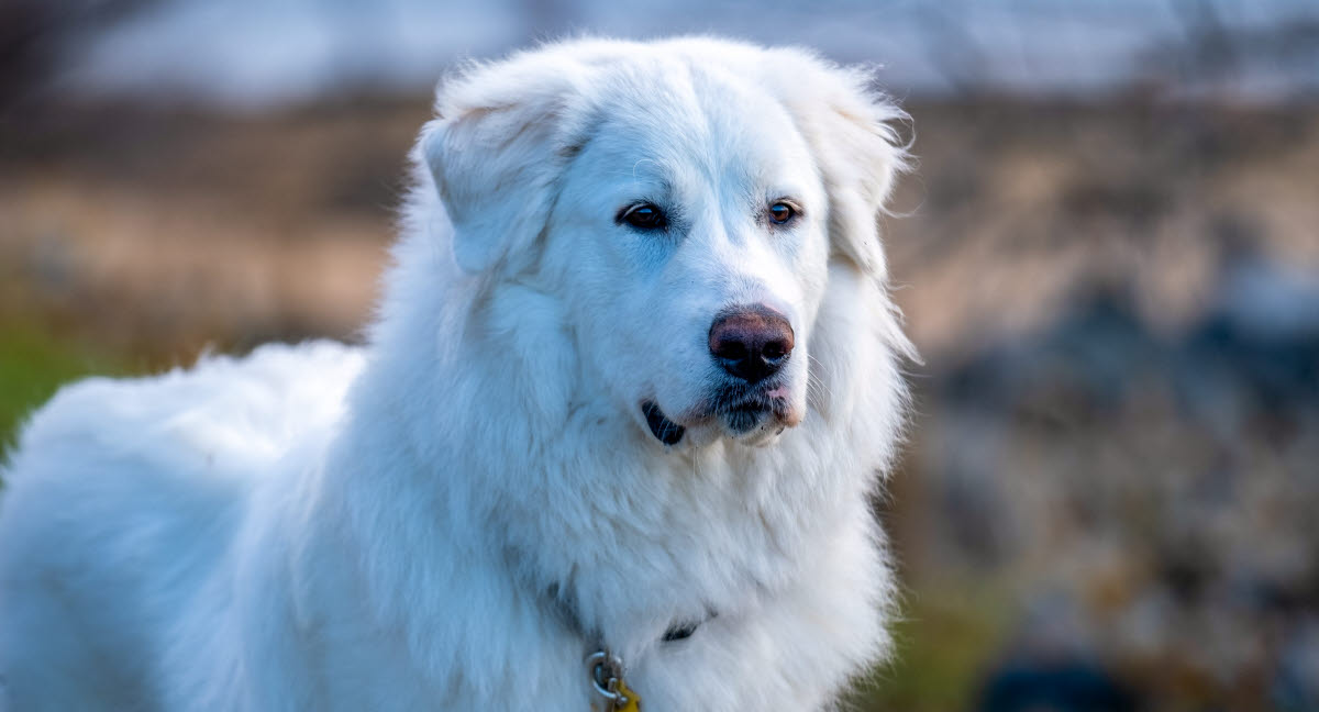 Patou fiche de race - Agria Assurance pour animaux